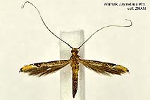 Papua Insects Foundation (Lepidoptera/Gracillariidae)